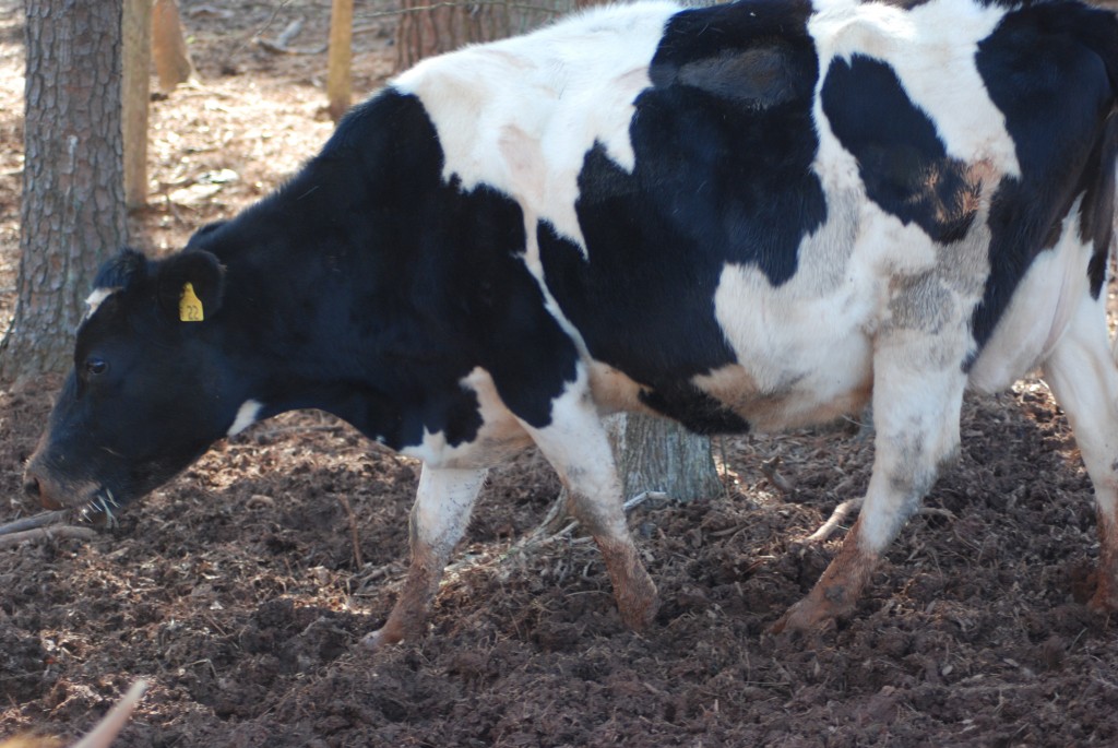 Purchasing A2A2 Cows | A2A2Milk.com